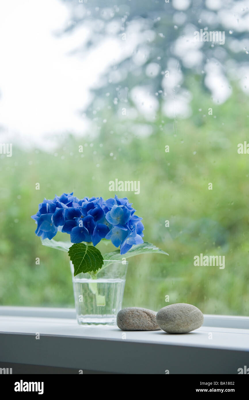 Hydrangea and stone near the window Stock Photo - Alamy