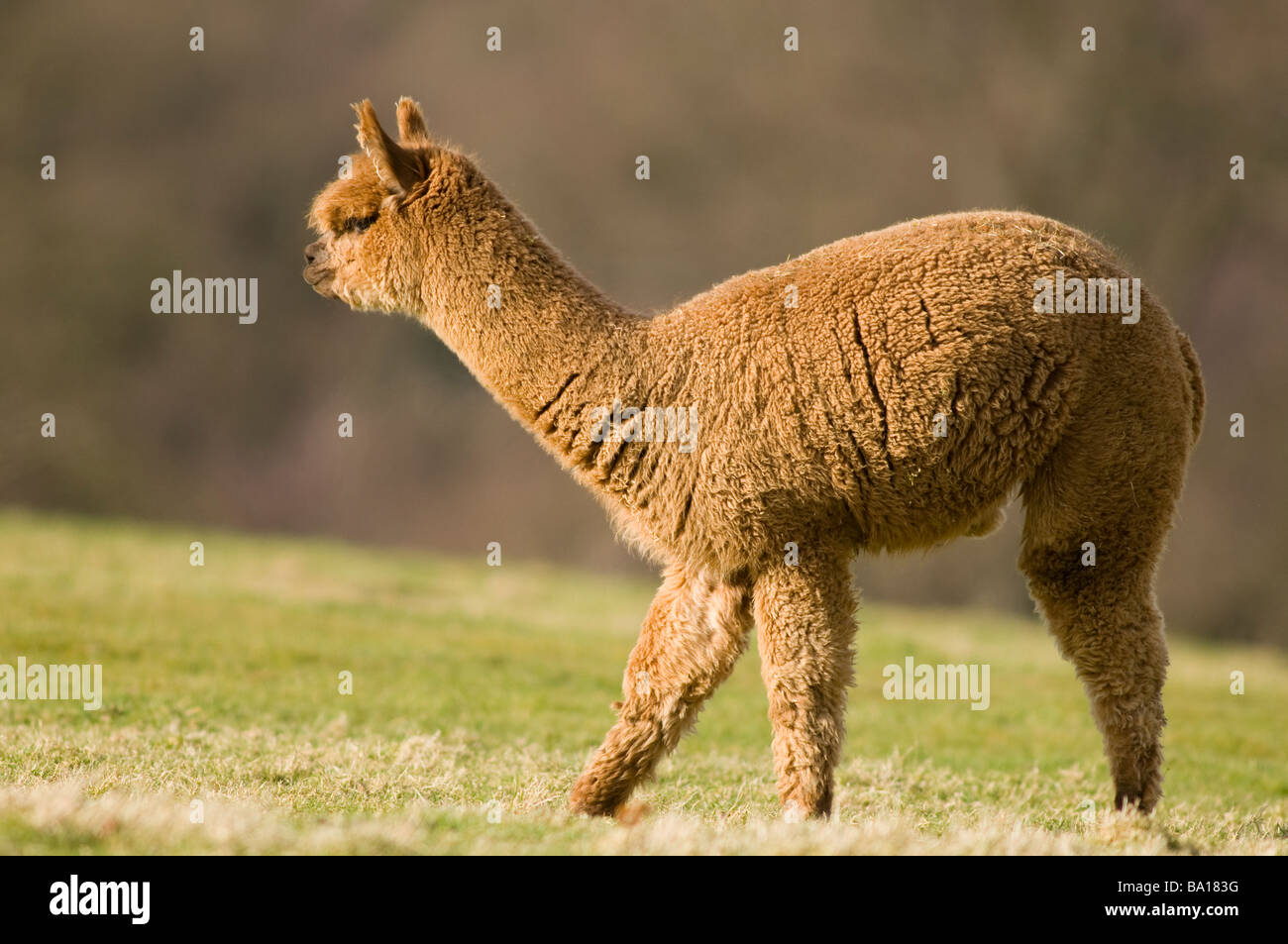 Lama alpaca hi-res stock photography and images - Alamy