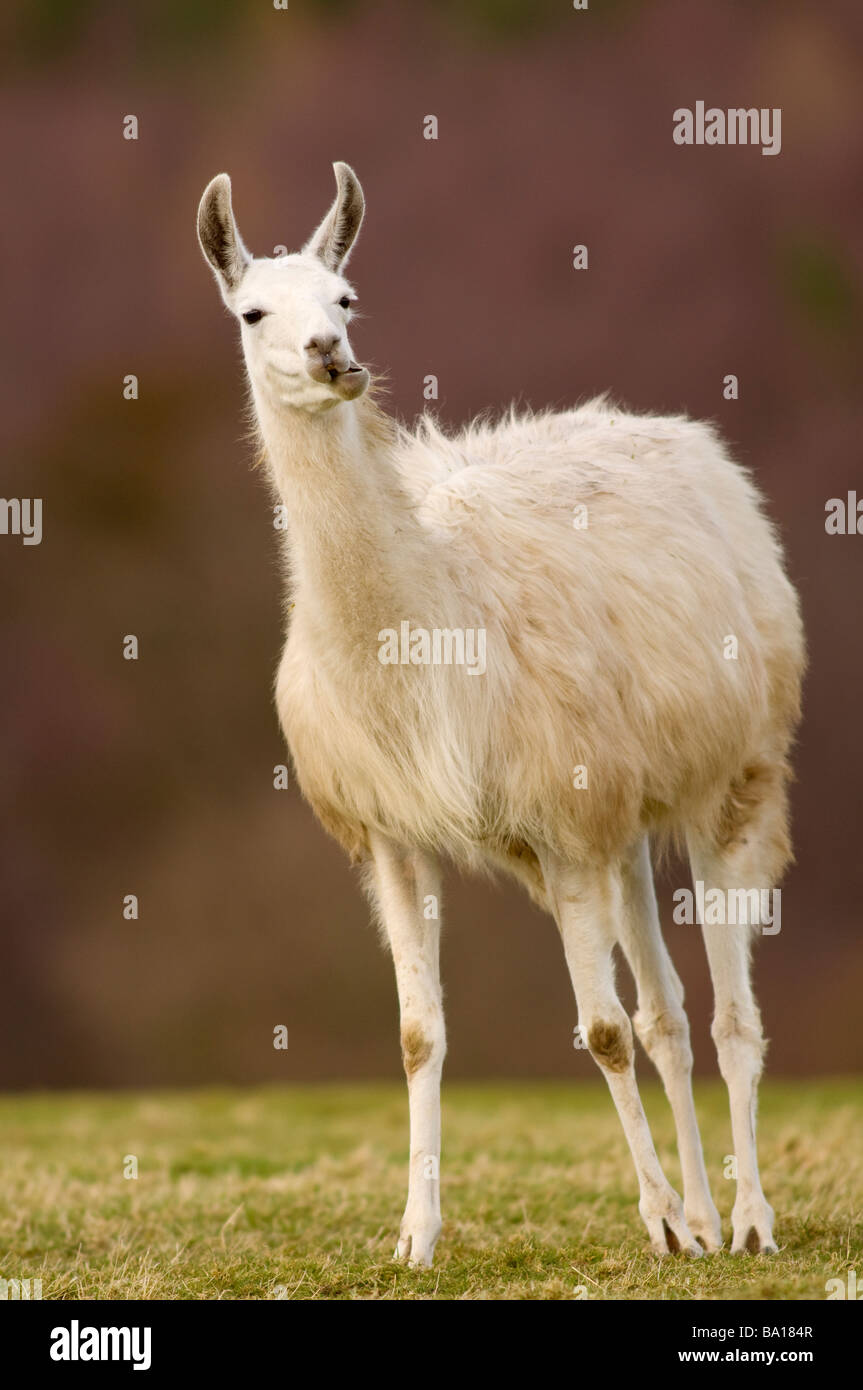 LLAMA Lama glama Stock Photo - Alamy