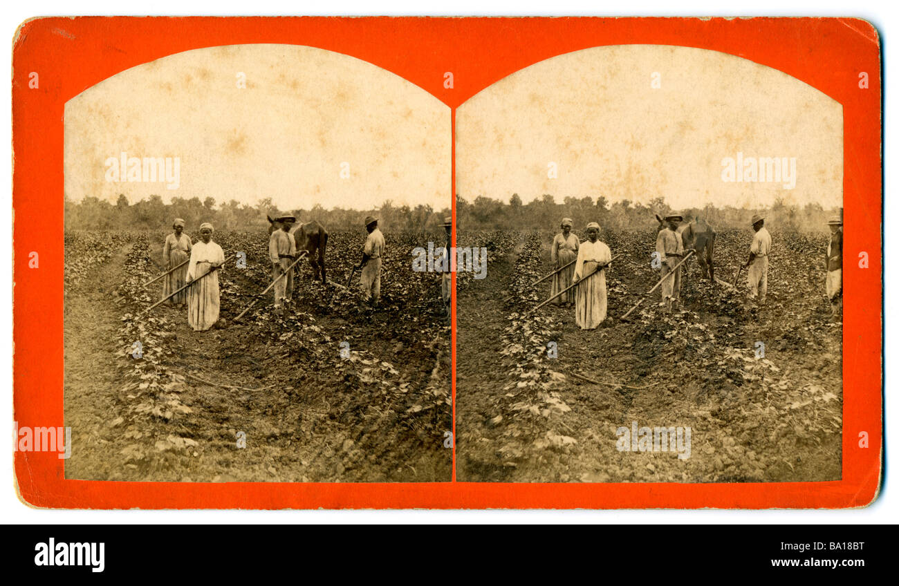 Stereoscopic photograph Afro Americans hoeing cotton in Louisiana circa ...