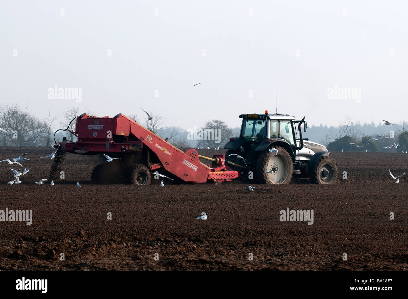 Destoning a field and planting potatoes Stock Photo - Alamy