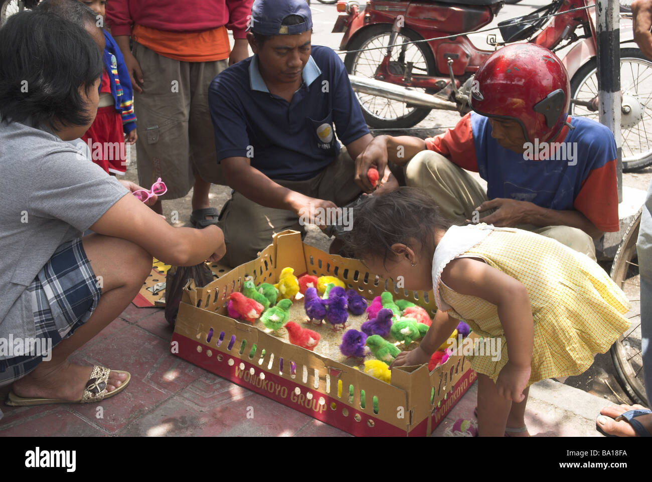 Coloured Chicks For Sale High Resolution Stock Photography and Images ...