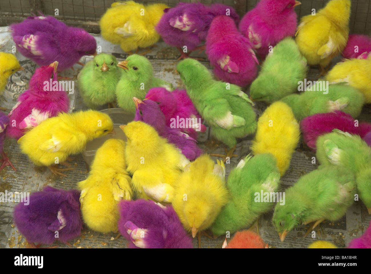 Dyed chicks for sale, Bird Market, Yogyakarta, Indonesia Stock Photo ...