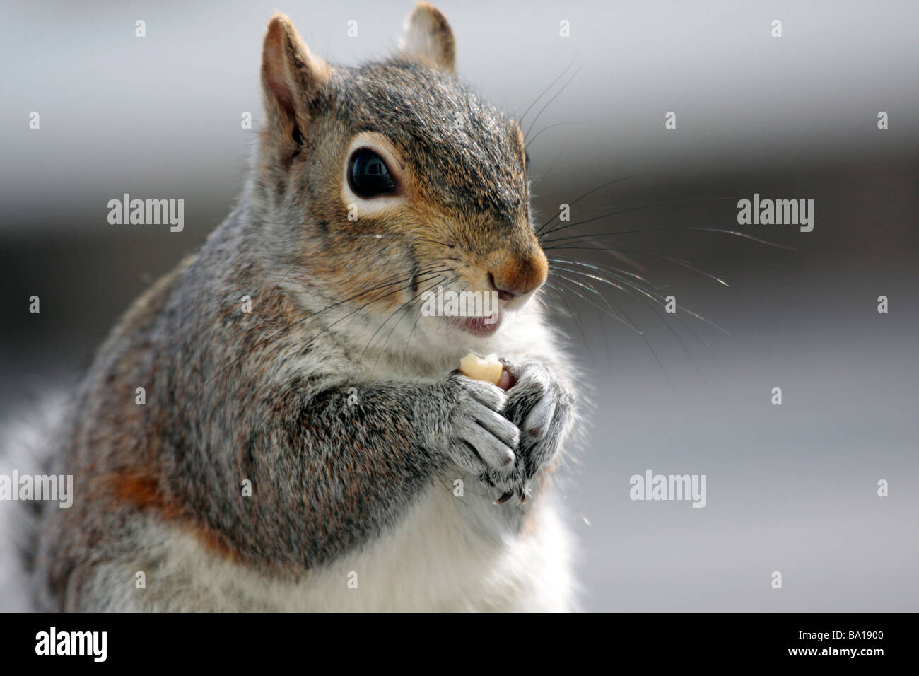 Ohio squirrel hi-res stock photography and images - Alamy