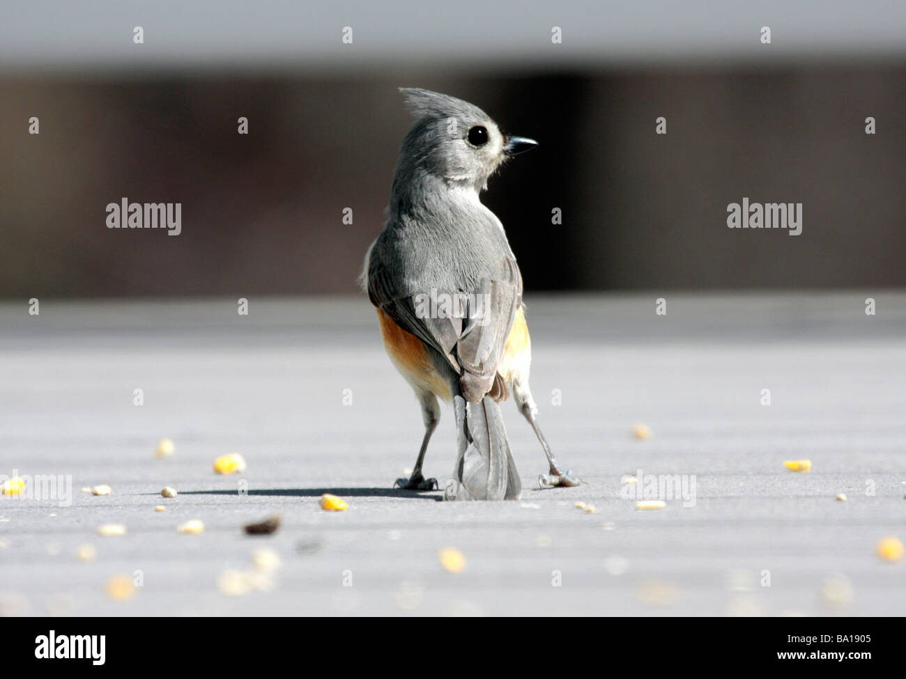 Titmouse hi-res stock photography and images - Alamy