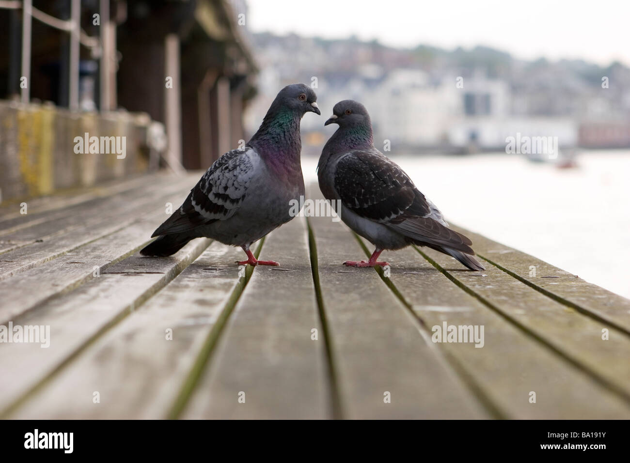 Two pigeons hi-res stock photography and images - Alamy