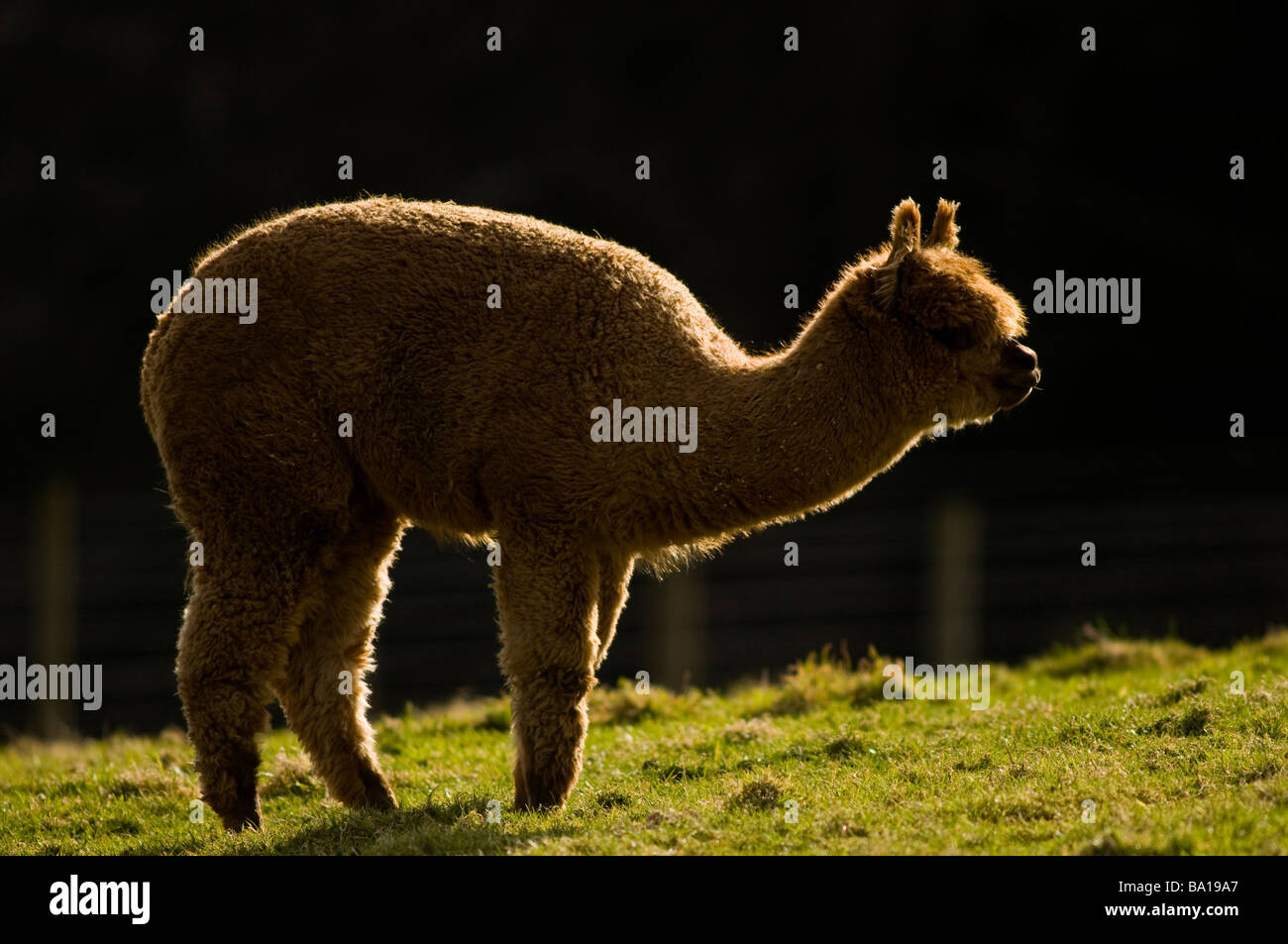 Lama alpaca hi-res stock photography and images - Alamy