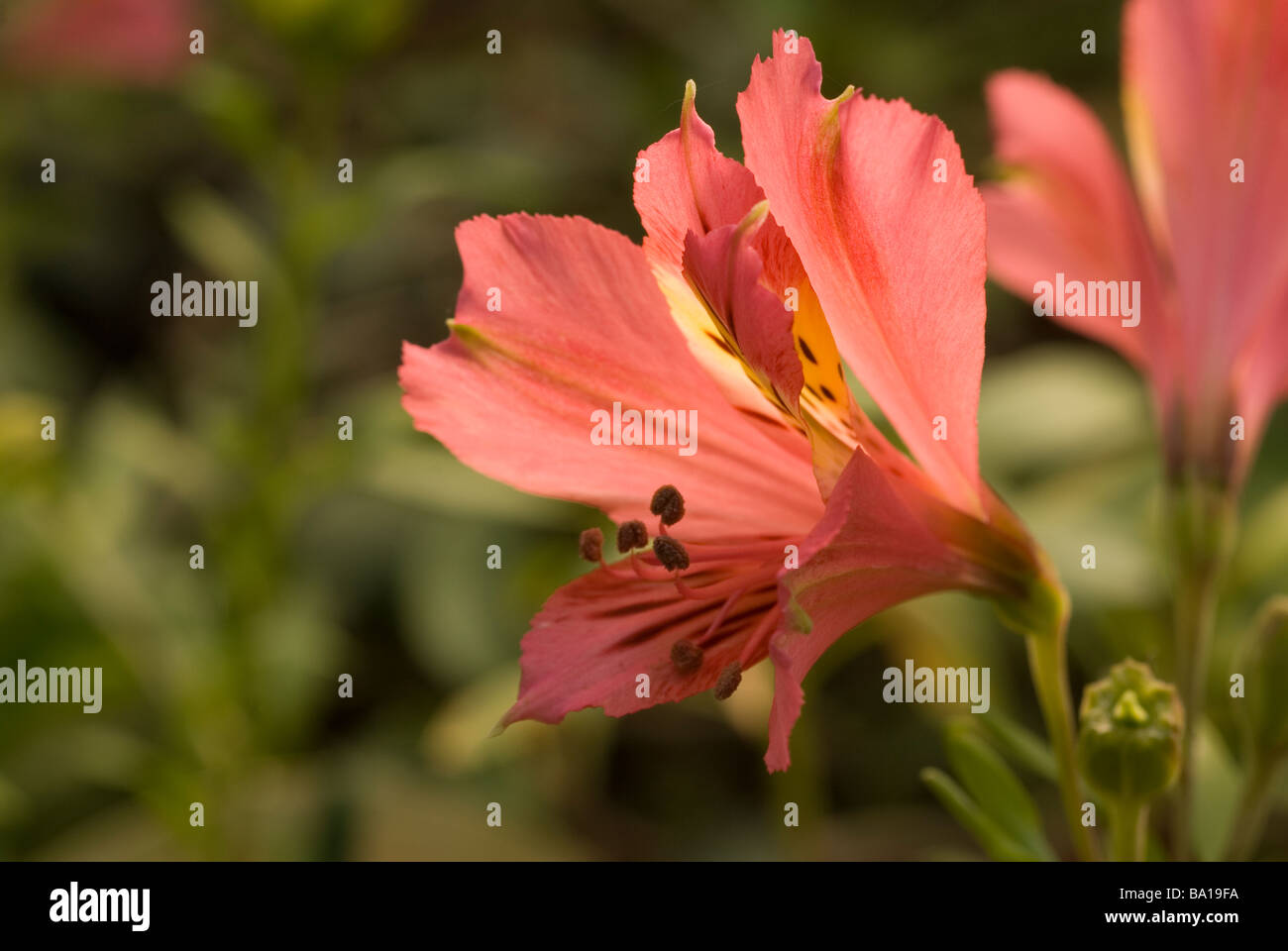Flower of Alstroemeria aurantiaca "Inca Collection", Alstroemeriacee ...