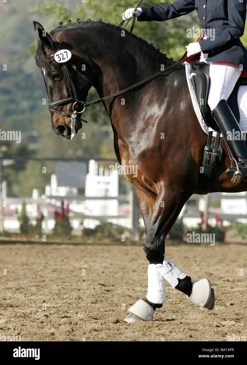 Dressage hi-res stock photography and images - Alamy
