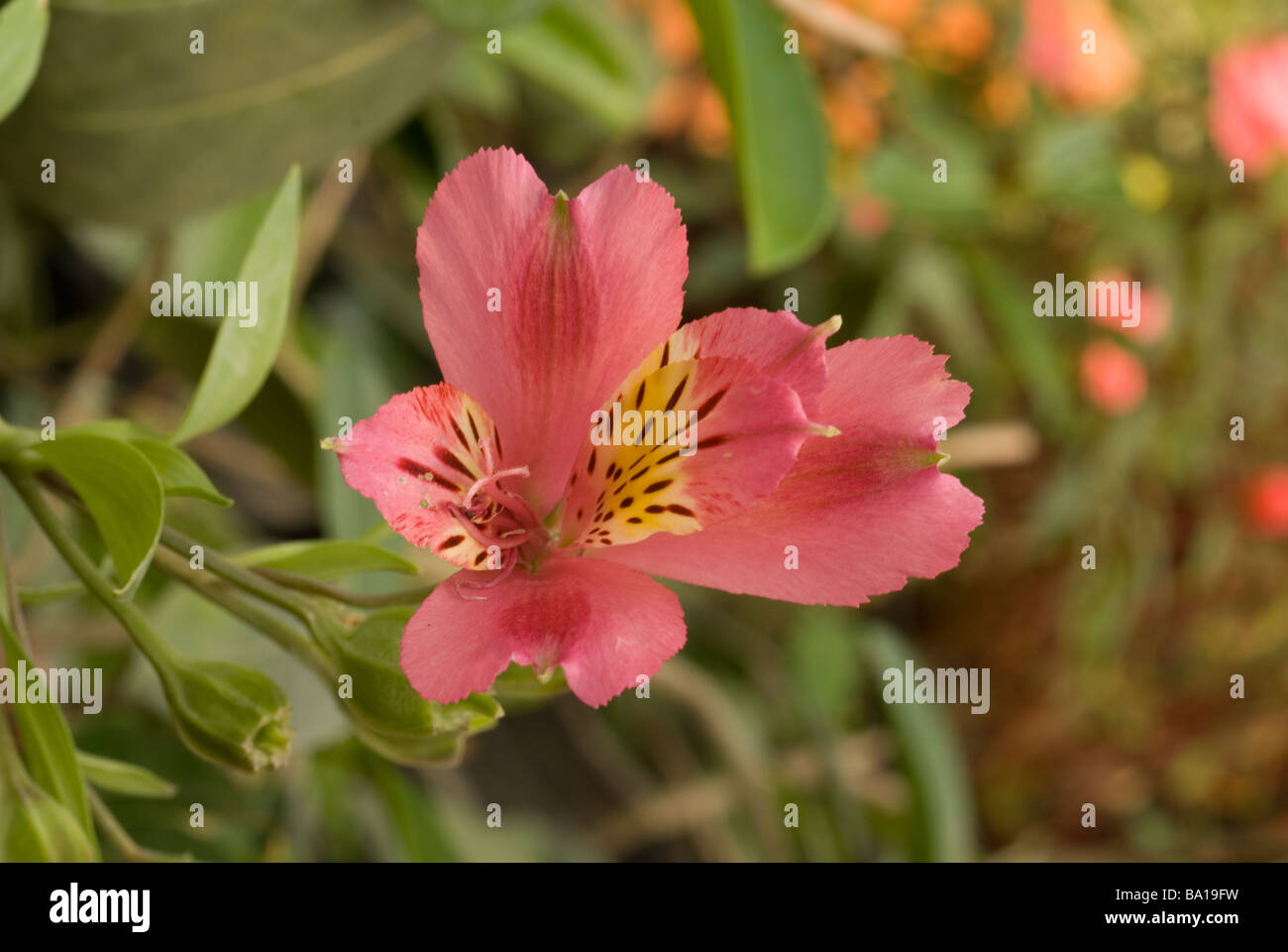 Flower of Alstroemeria aurantiaca "Inca Collection", Alstroemeriacee ...
