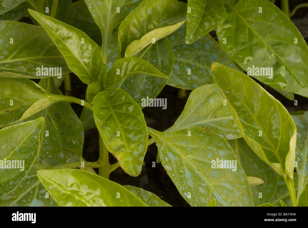 Aviculare High Resolution Stock Photography and Images - Alamy