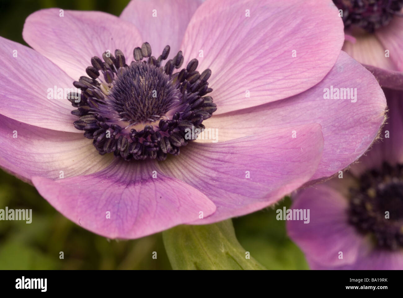 Poppy anemone (Anemone coronaria), Ranunculaceae Stock Photo - Alamy