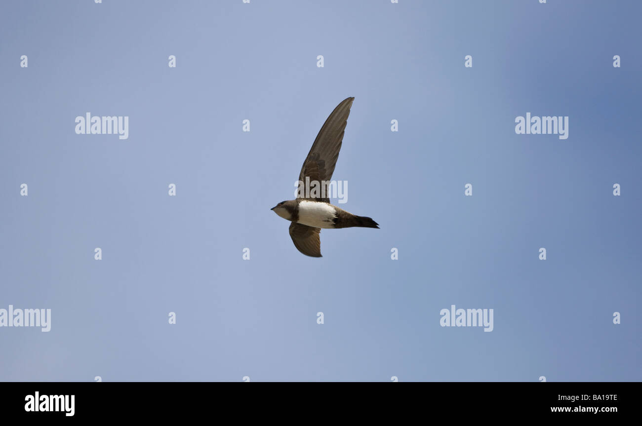 Alpine Swift apus melba in flight Turkey Stock Photo - Alamy