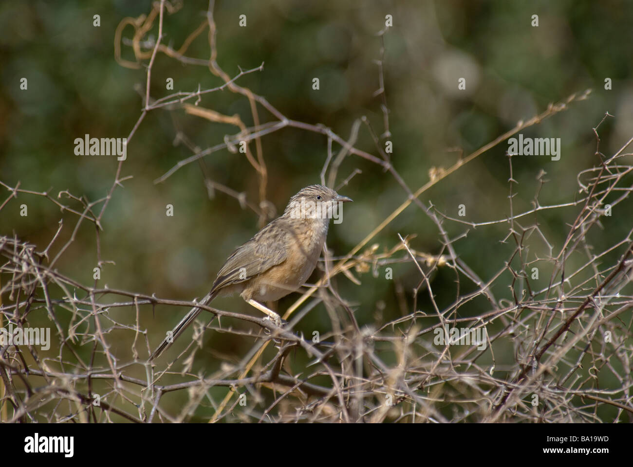 Common Babbler Turdoides caudatus sitting on a bush in Gujarat India ...