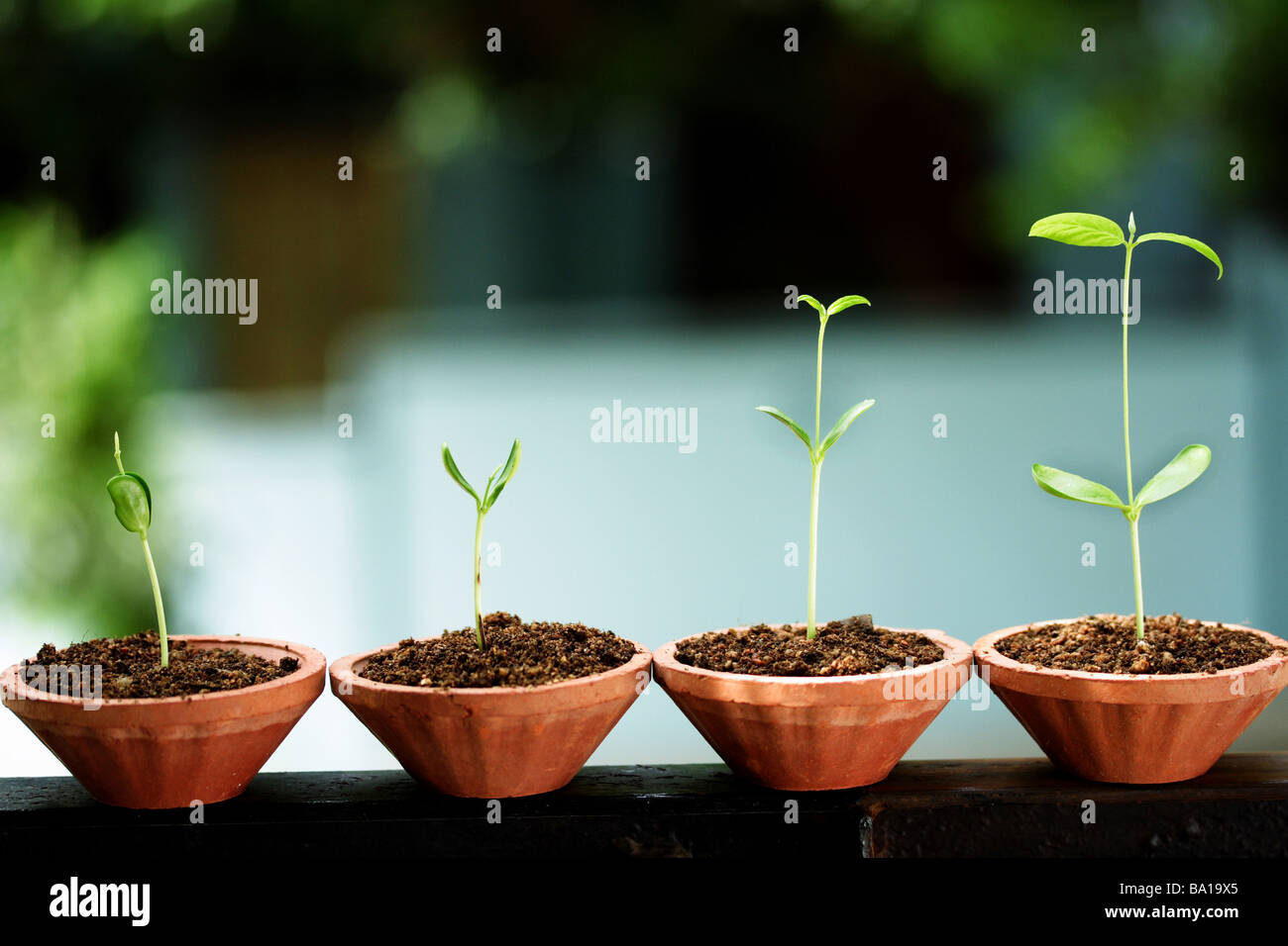 Plant growth stages plant development hi-res stock photography and ...
