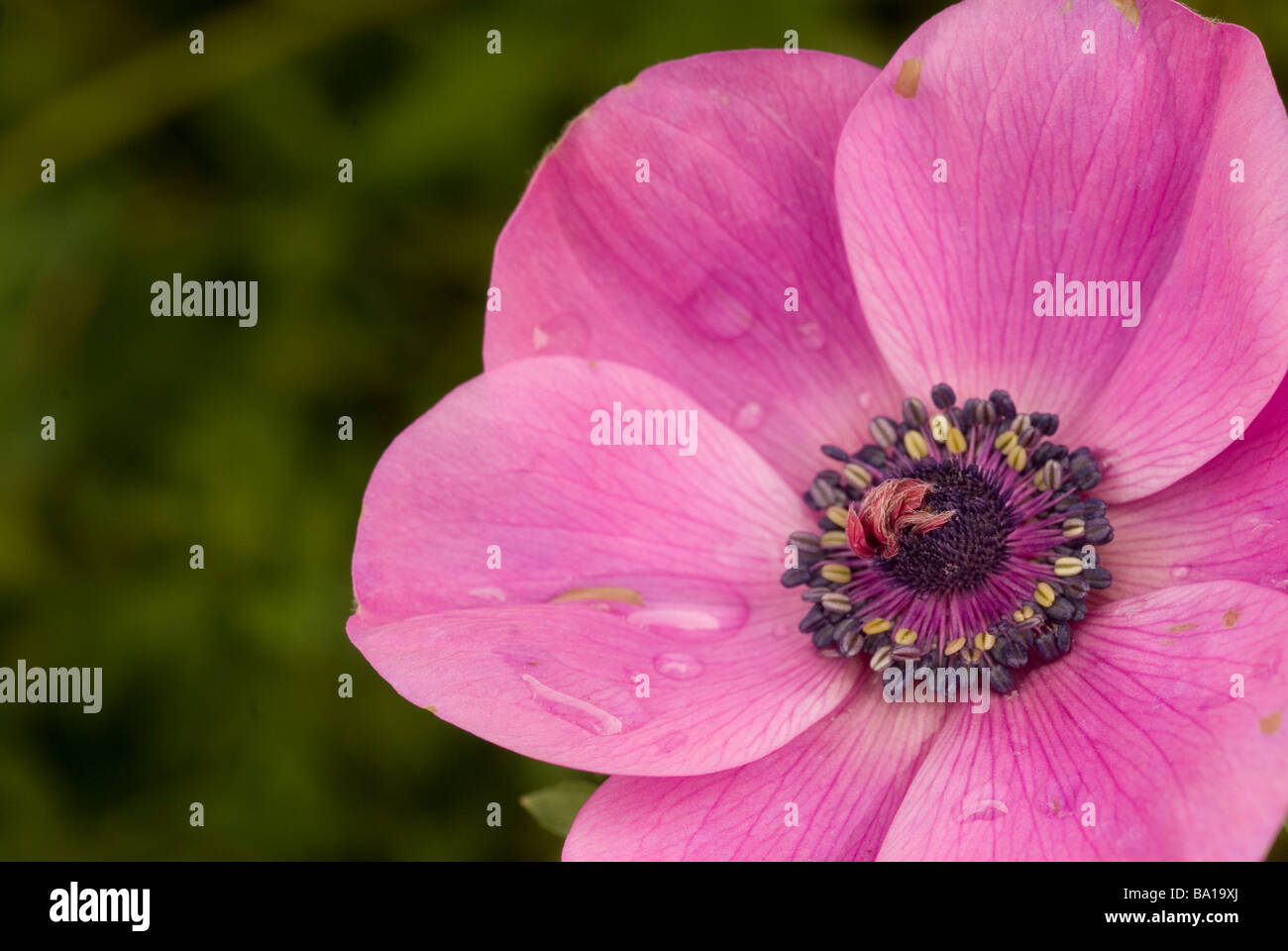 Poppy anemone hi-res stock photography and images - Alamy