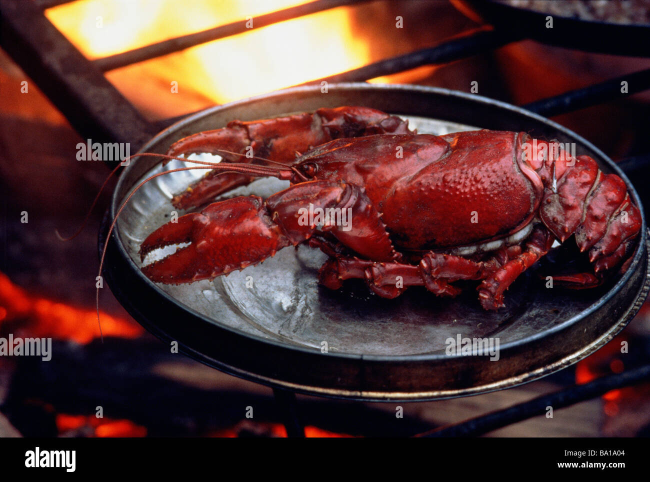 Bush tucker cooking hi-res stock photography and images - Alamy