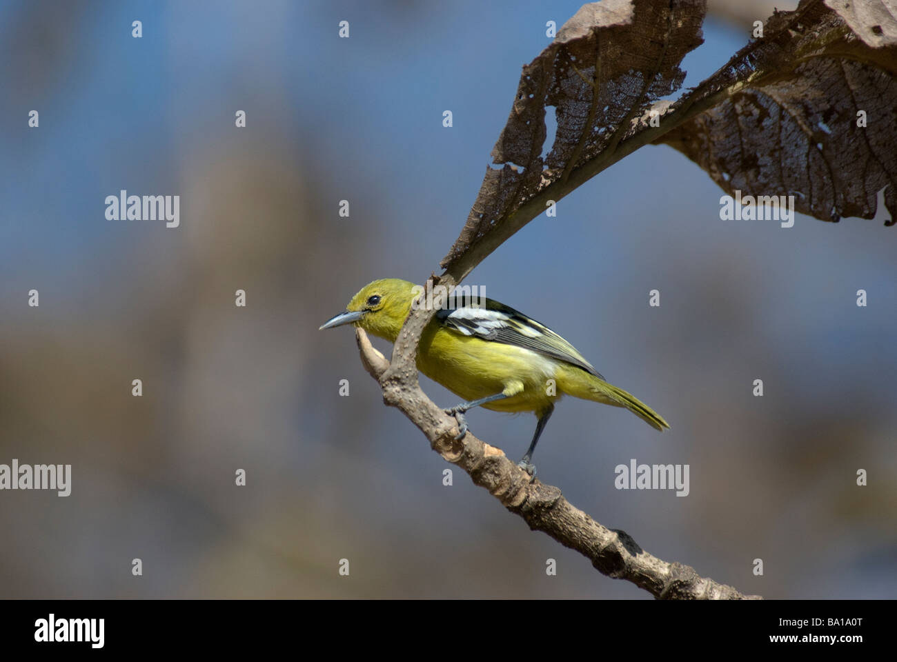 Common iora hi-res stock photography and images - Alamy