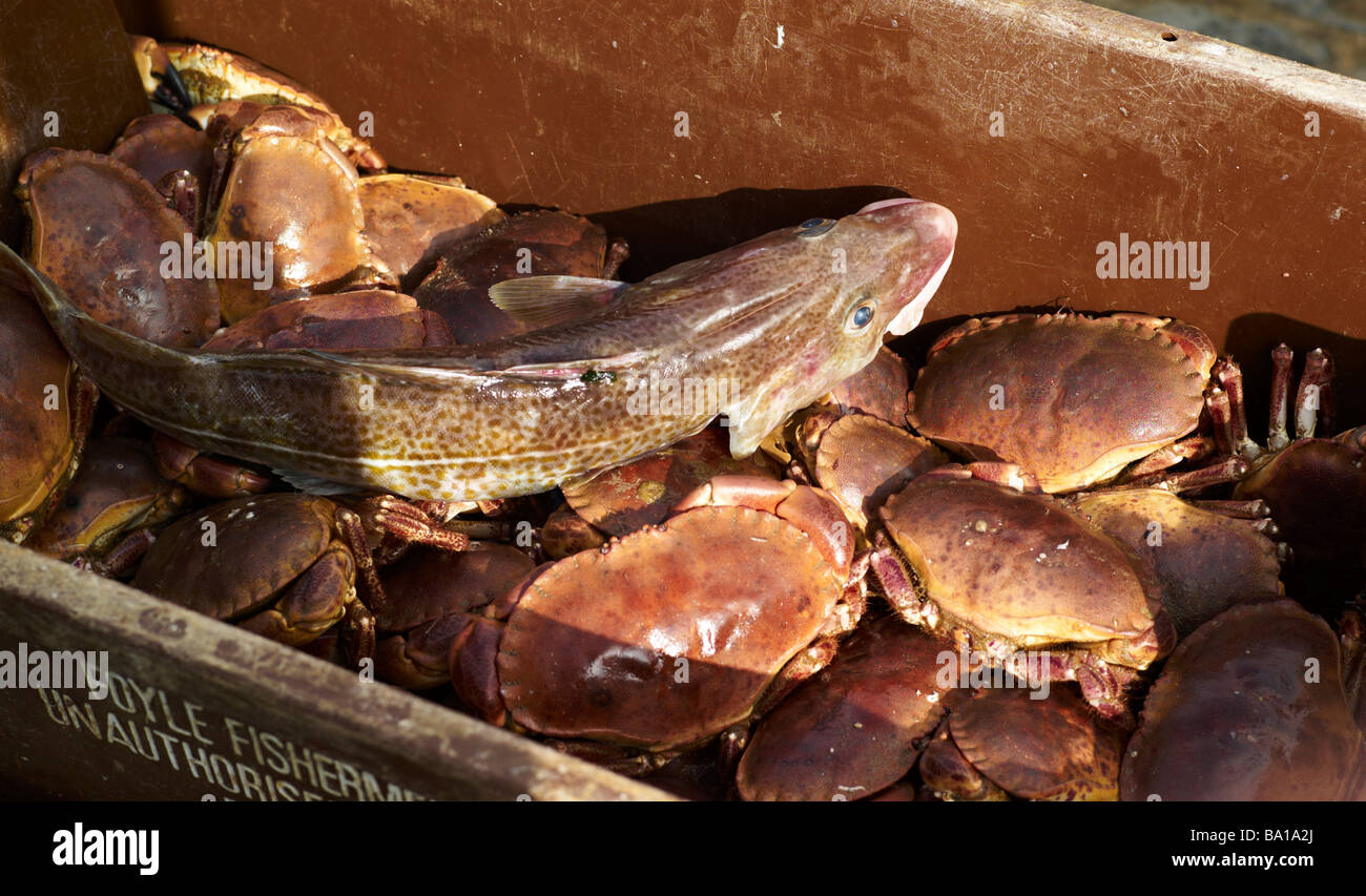 Shellfish harvest, uk hi-res stock photography and images - Alamy