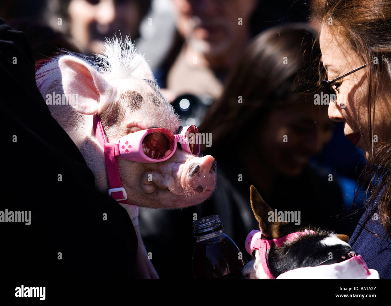 A stylish piglet wearing goggles Stock Photo - Alamy
