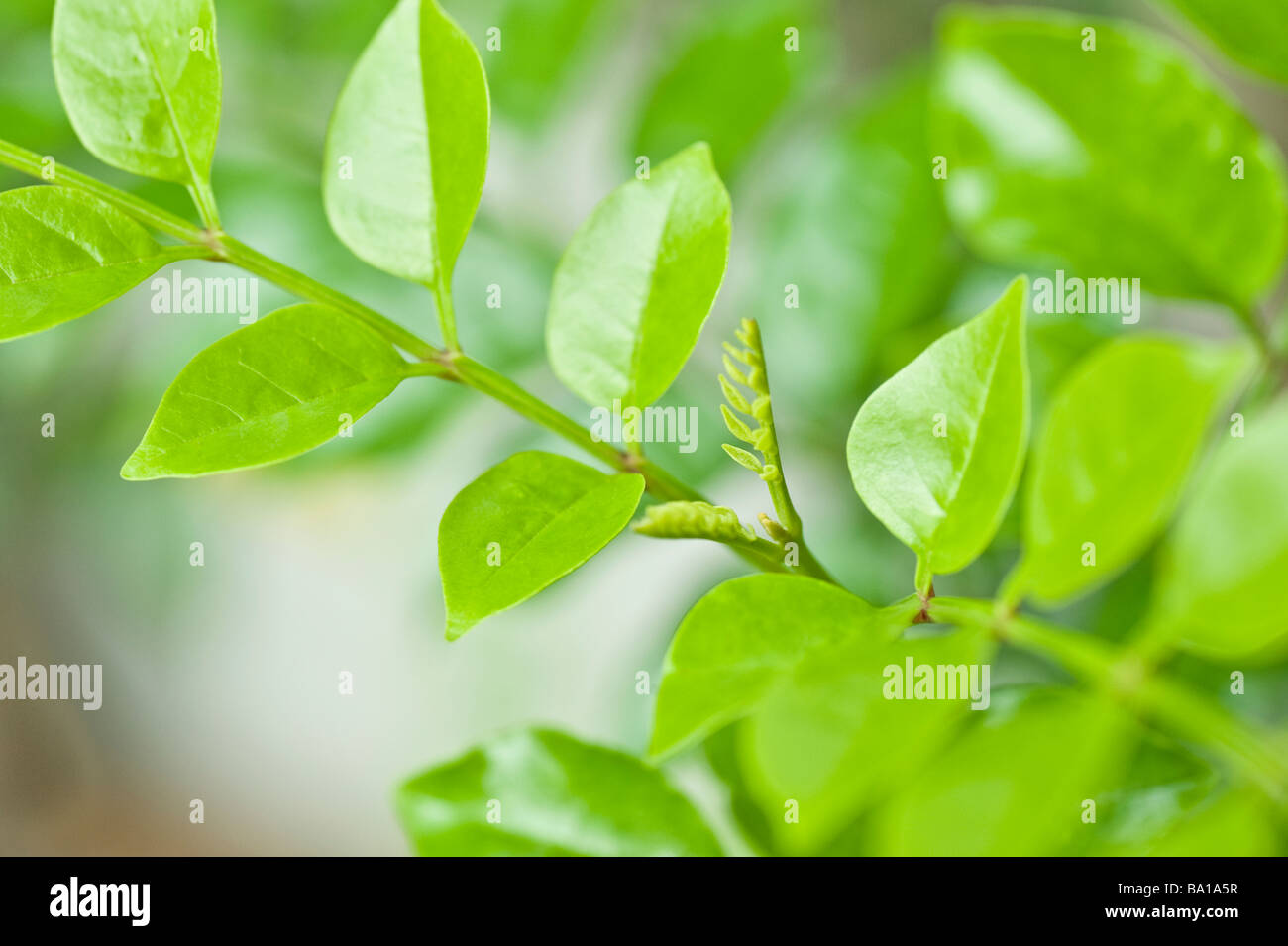 Day ash hi-res stock photography and images - Alamy