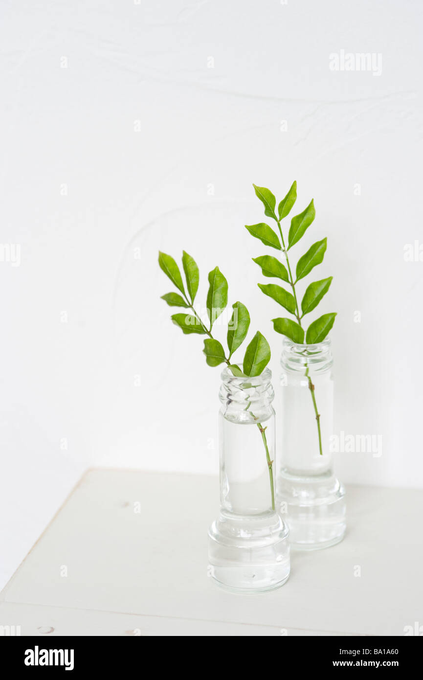 Japanese ash in two bottles Stock Photo - Alamy