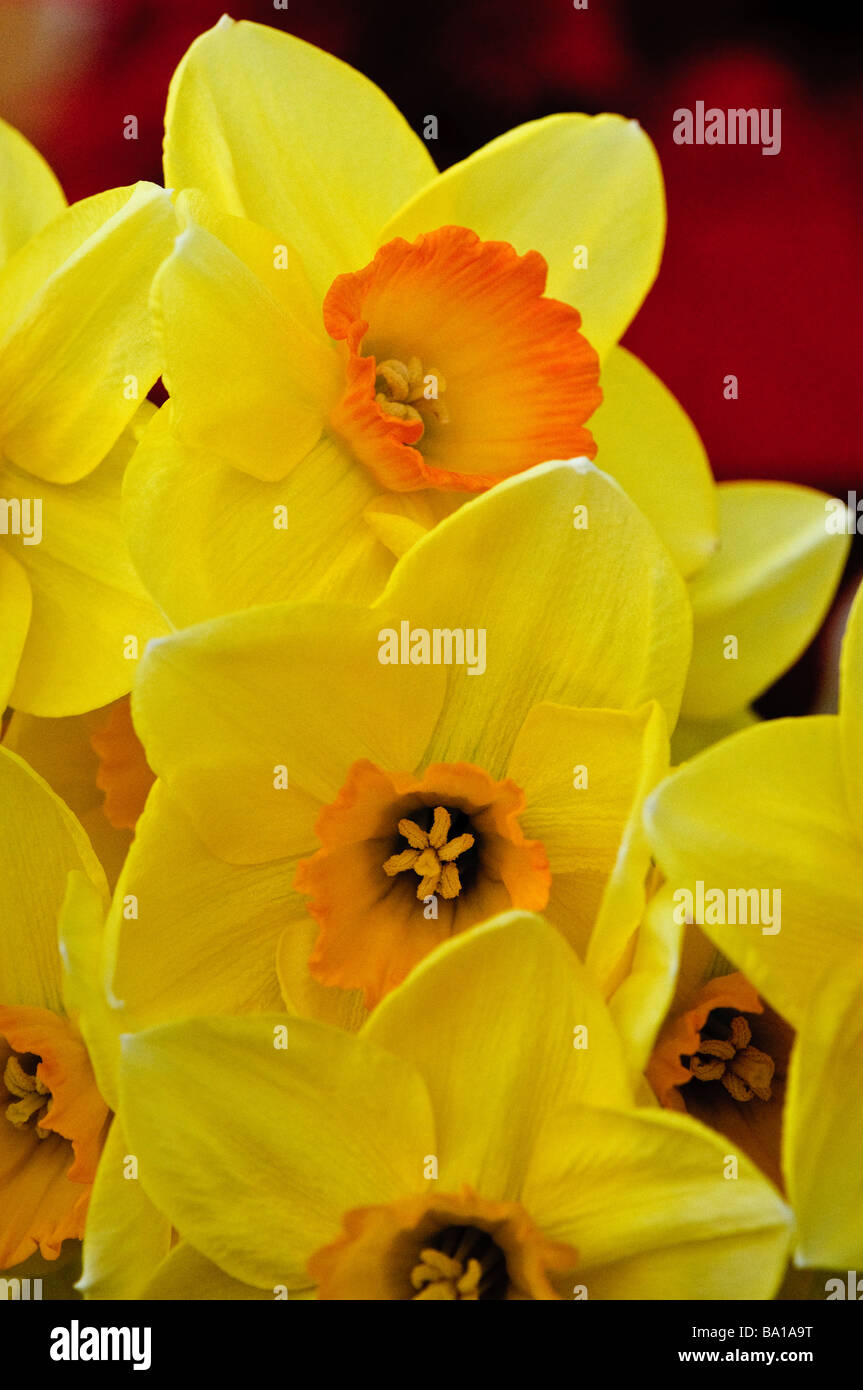 Daffodil species hi-res stock photography and images - Alamy