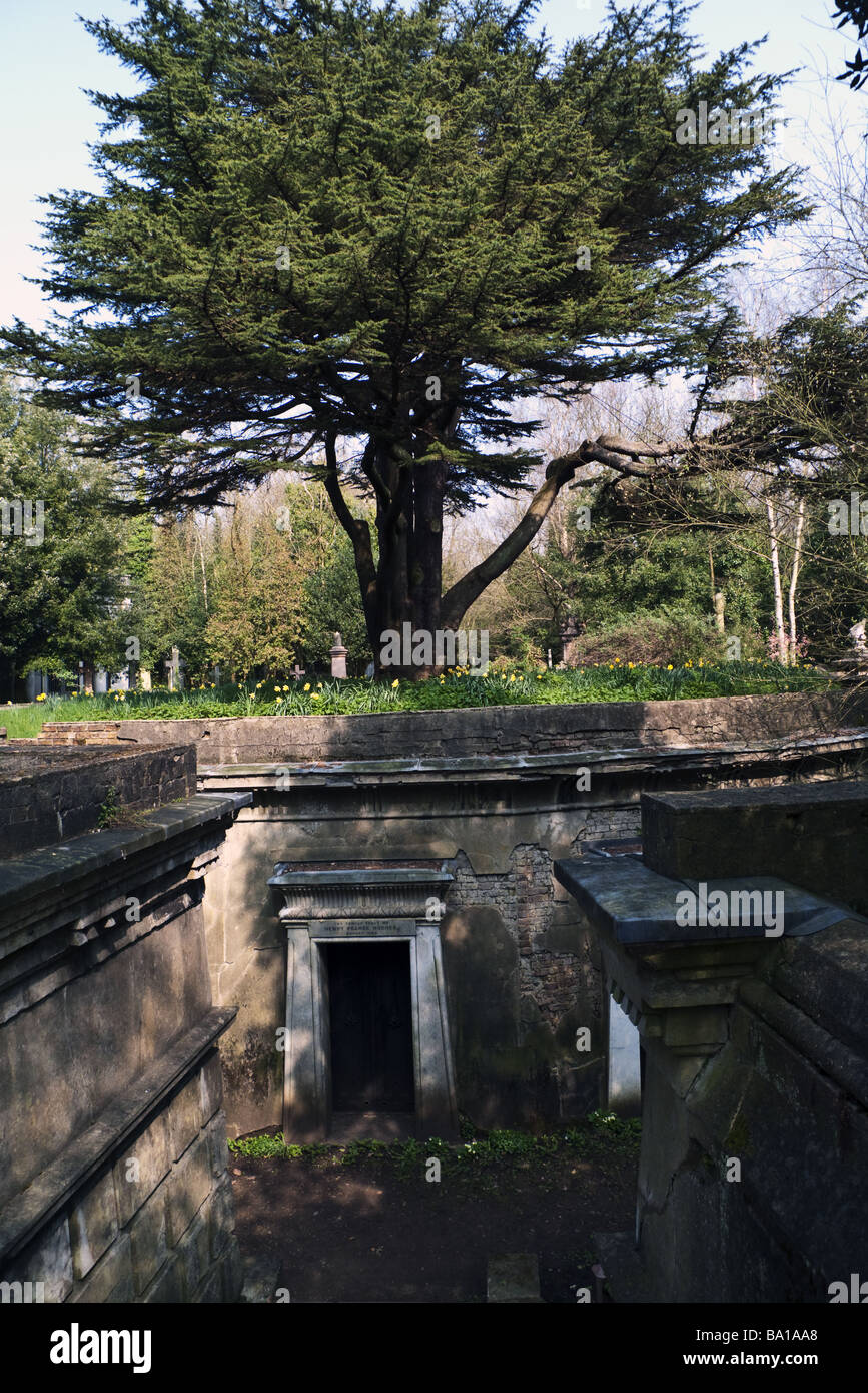 Cedar tree cemetery hi-res stock photography and images - Alamy