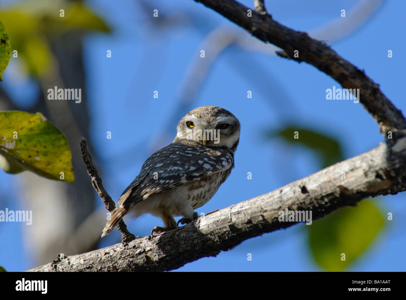 Spotted Owlet Athene brama sitting on a branch Stock Photo - Alamy