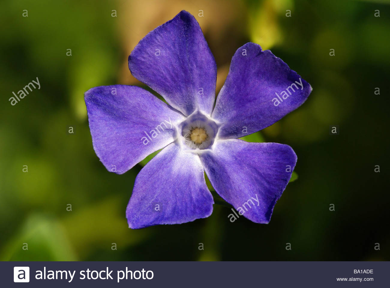 Vinca Major Stock Photos & Vinca Major Stock Images - Alamy