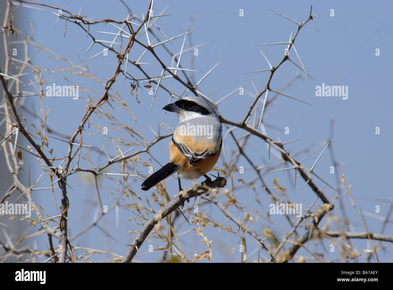 Long tailed shrike hi-res stock photography and images - Alamy