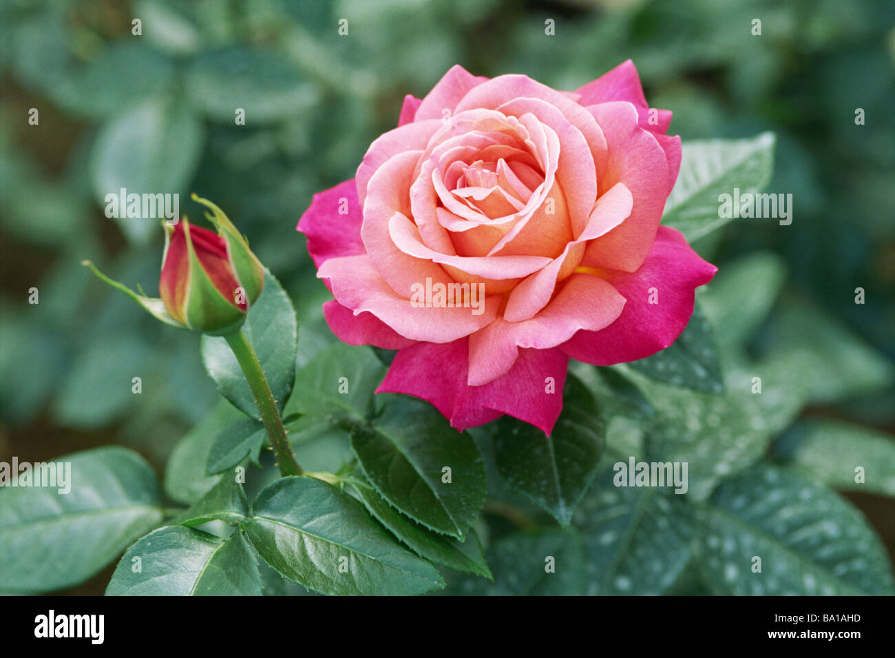 Pink Rose Blooming with Bud Stock Photo - Alamy