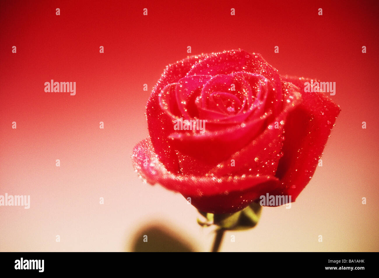 Red Rose with Water Droplets Stock Photo - Alamy