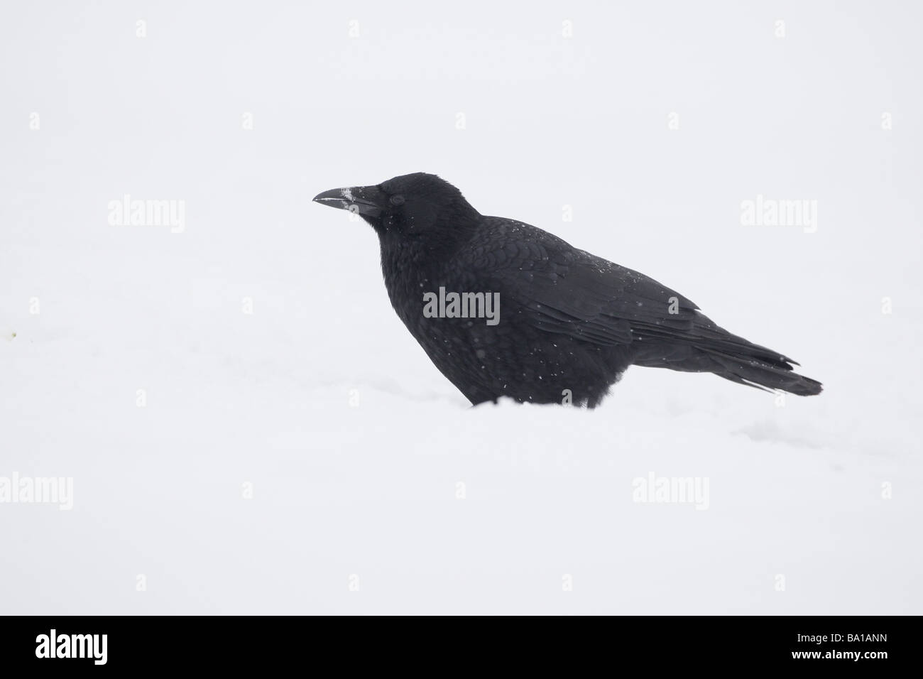 Crow japan High Resolution Stock Photography and Images - Alamy