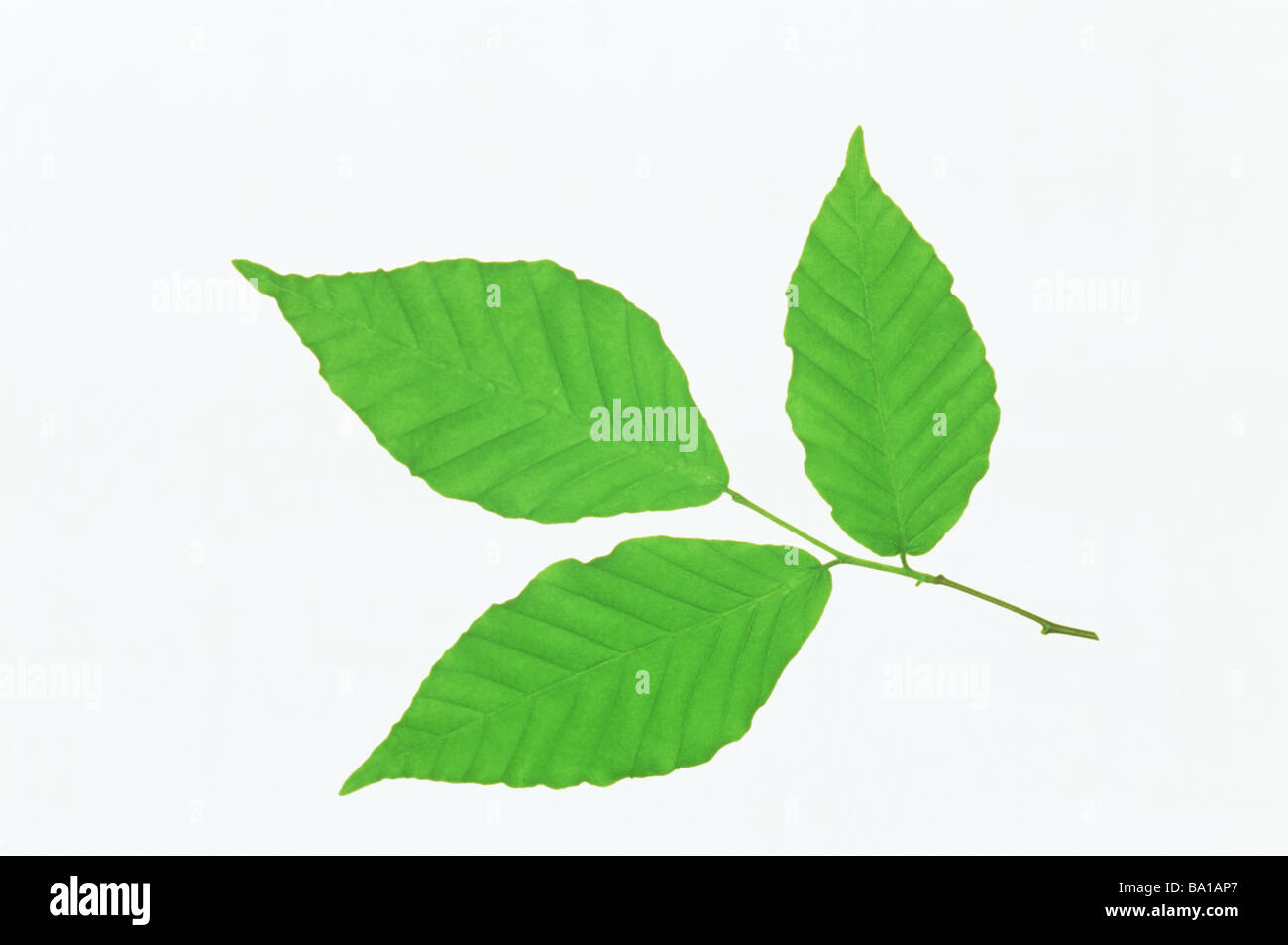 Three Leaves on White Background Stock Photo - Alamy