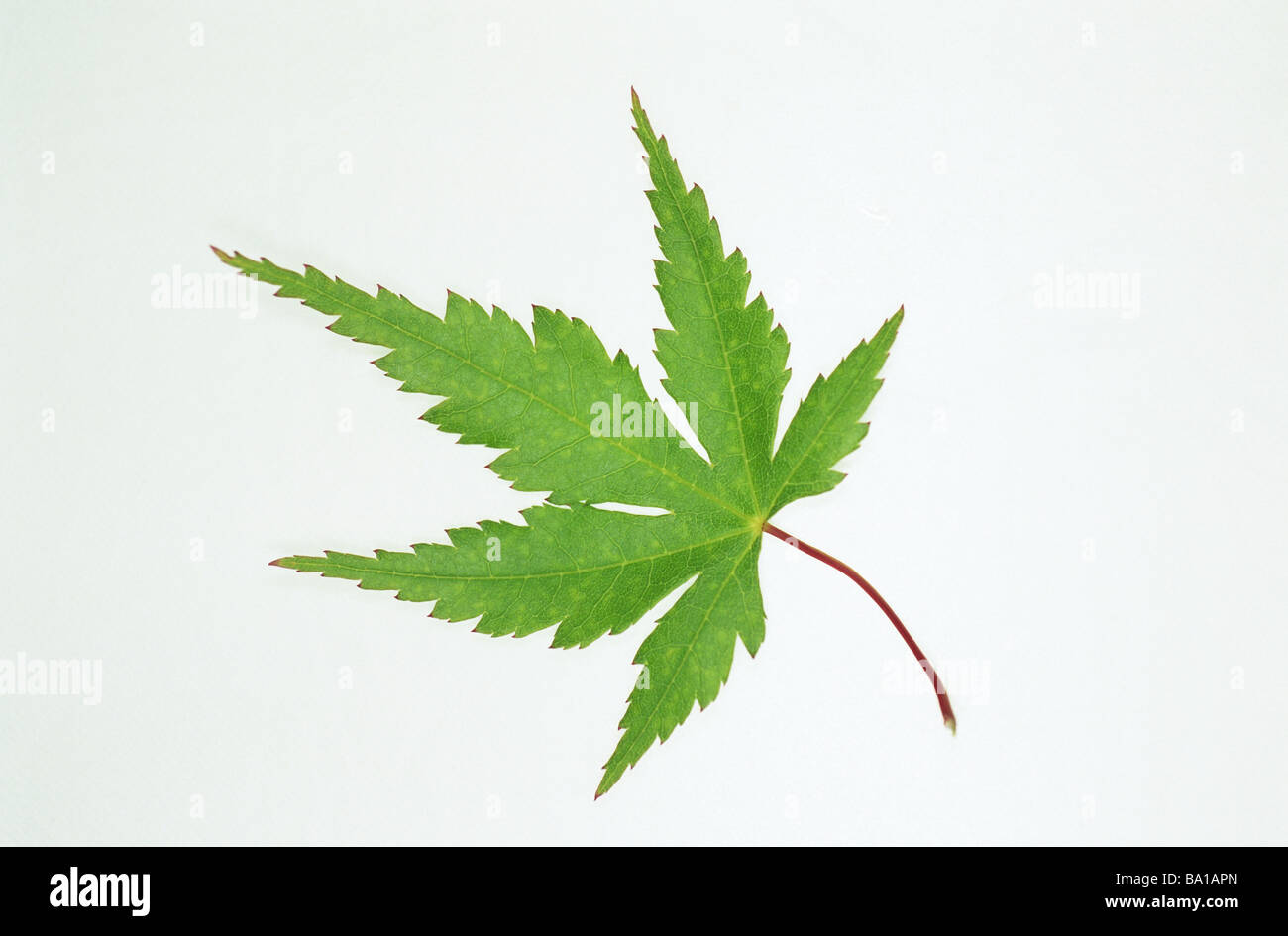 Maple Leaf on White Background Stock Photo - Alamy