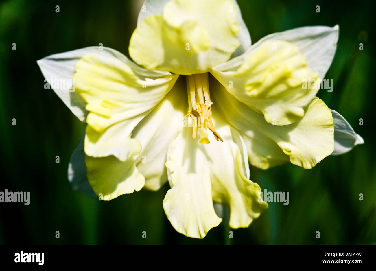 A split corona variety species or cultivar of daffodil or Narcissus ...