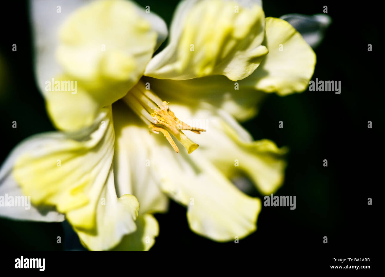 A split corona variety species or cultivar of daffodil or Narcissus ...