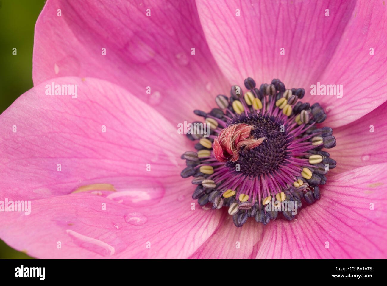 Poppy anemone (Anemone coronaria), Ranunculaceae Stock Photo - Alamy