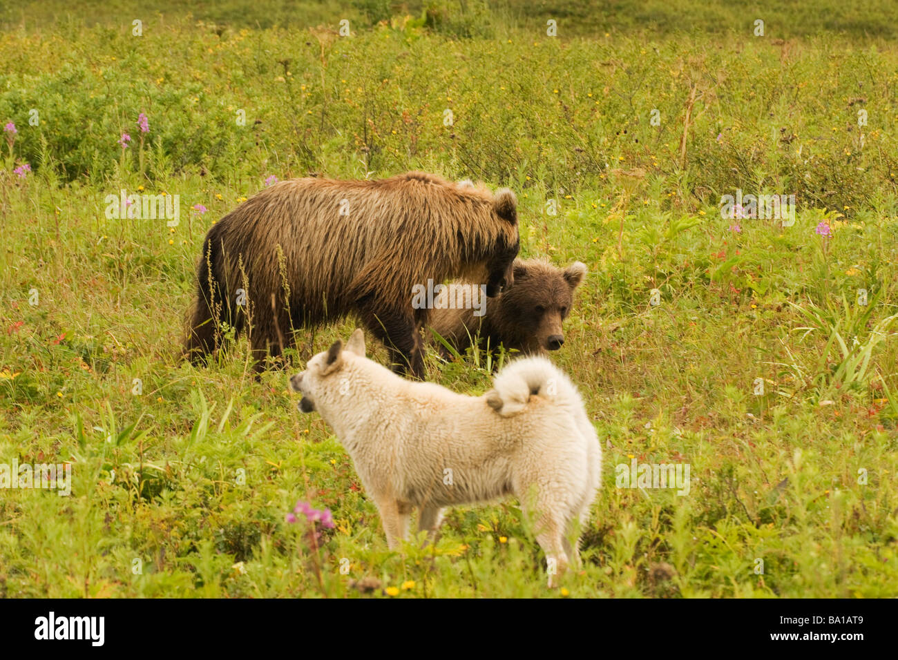 Two bears and dog. (Ursus arctos jeniseensis Stock Photo - Alamy
