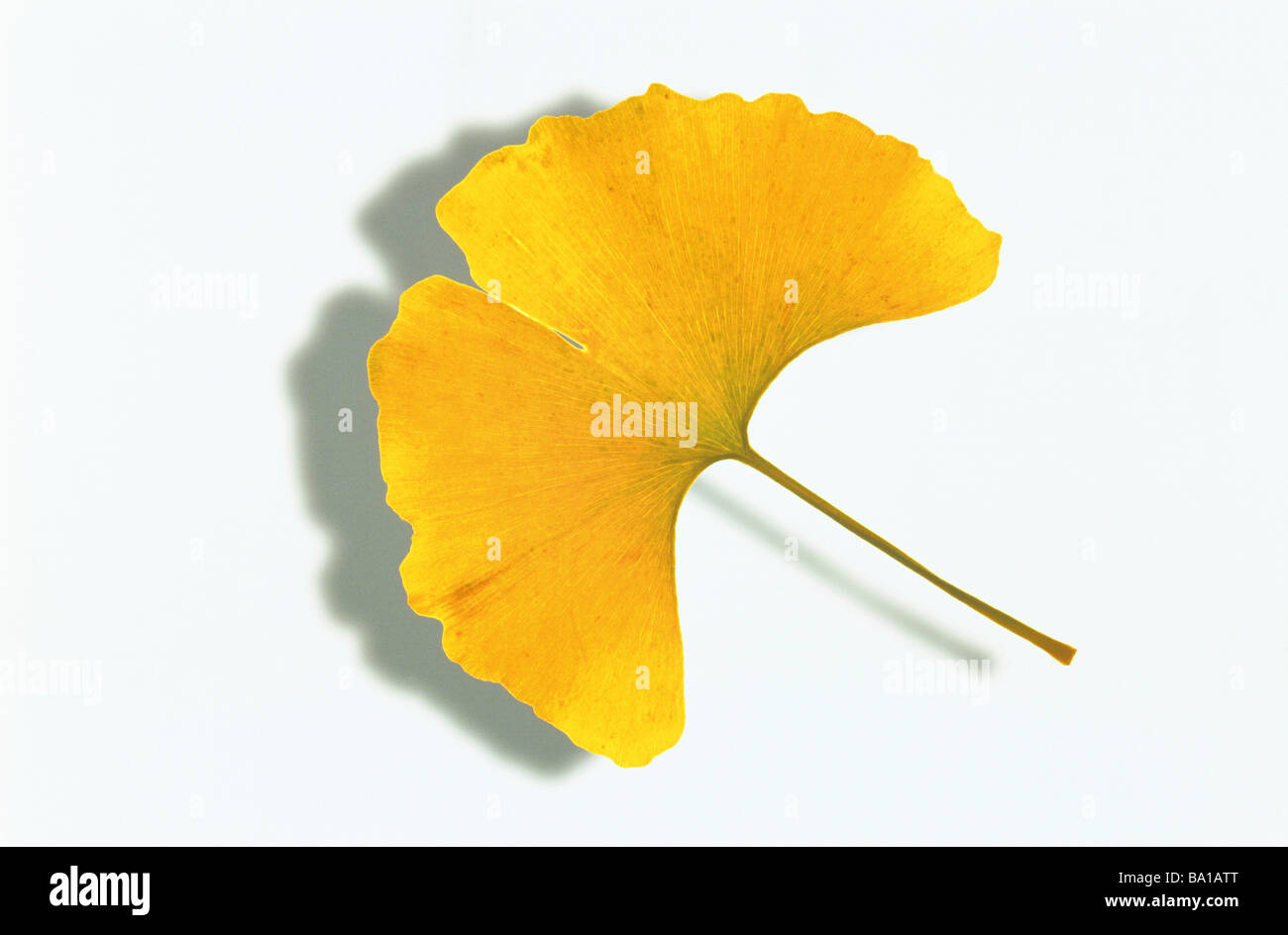 Yellow Gingko Leaf on White Background Stock Photo - Alamy