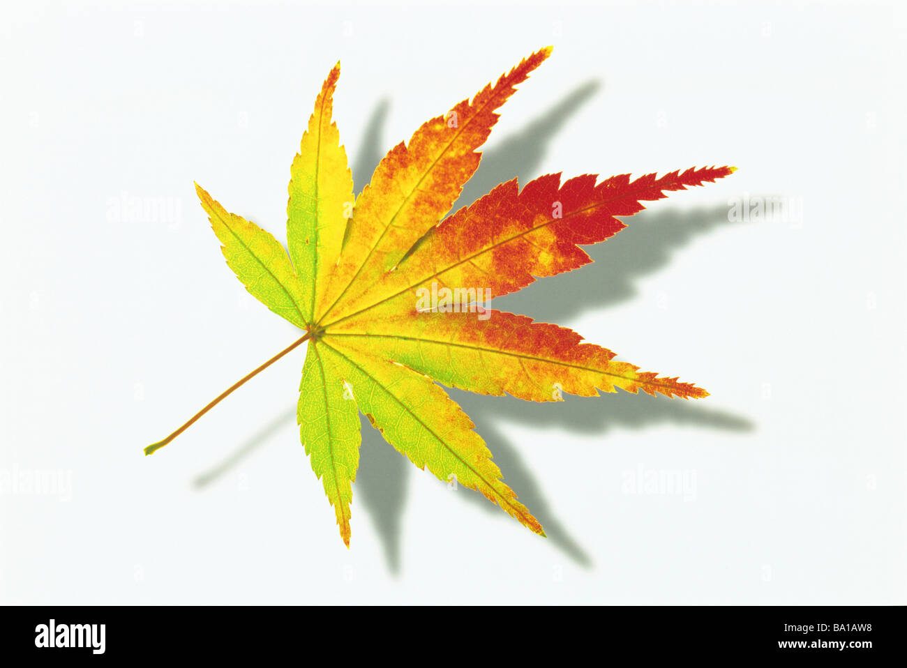 Fall maple leaf on Cut Out Stock Images & Pictures - Alamy