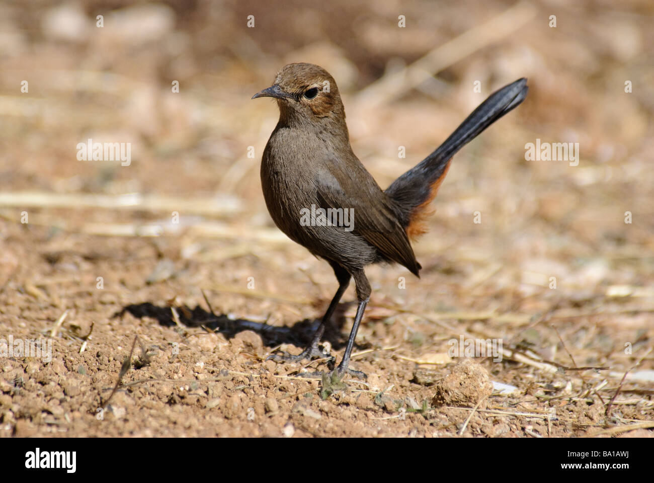 female Indian Robin Saxicoloides fulicata fulicata standing on a ground ...