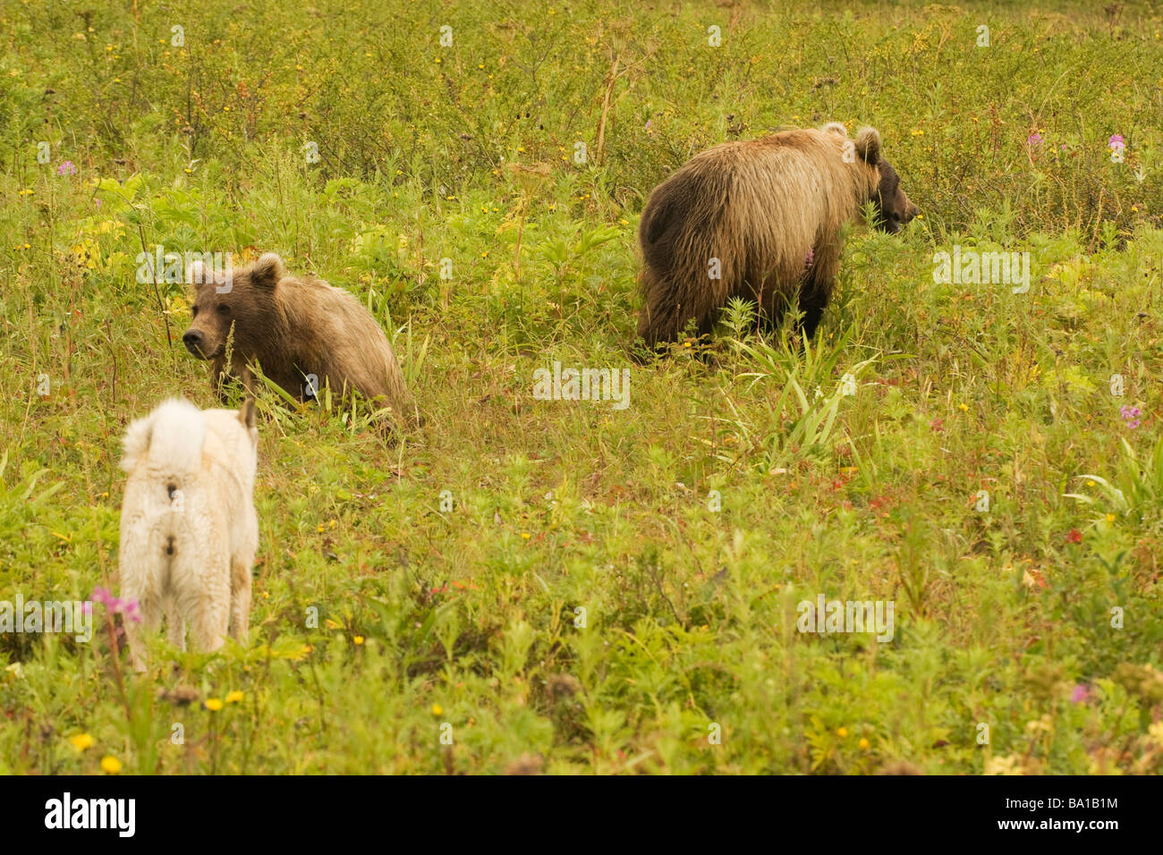 Two bears and dog. (Ursus arctos jeniseensis Stock Photo - Alamy