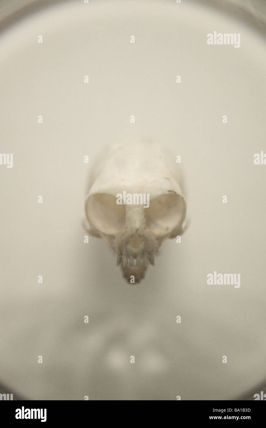 Small simple hi-res stock photography and images - Alamy