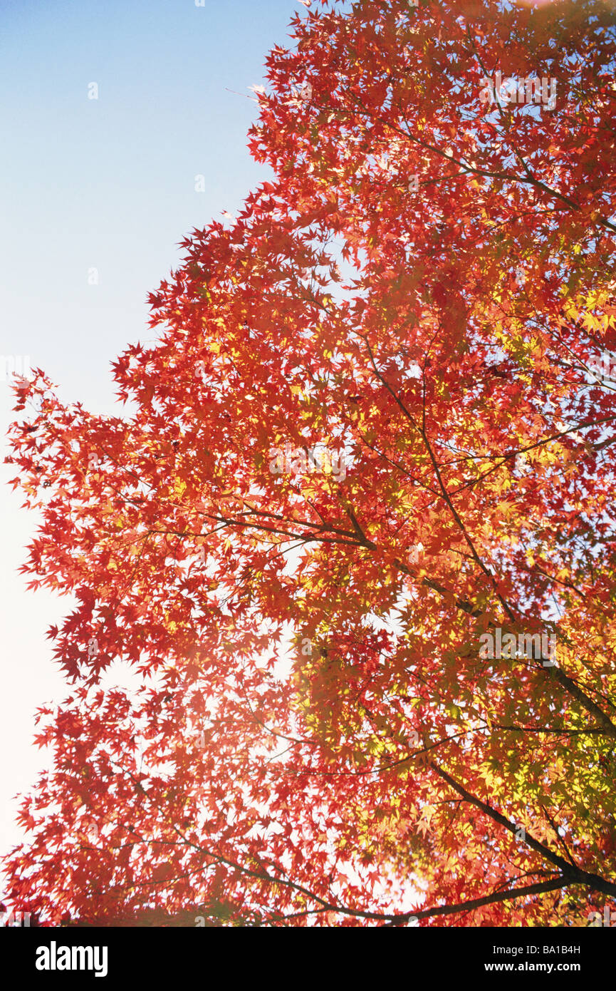 Autumn Leaves Changing Color Stock Photo - Alamy
