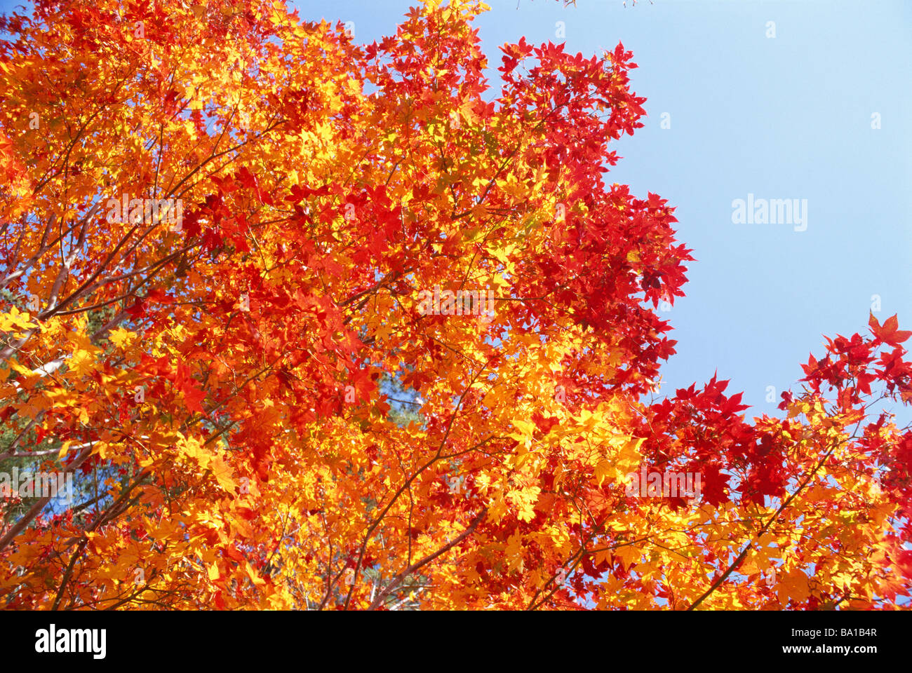 Autumn Leaves Changing Color Stock Photo - Alamy