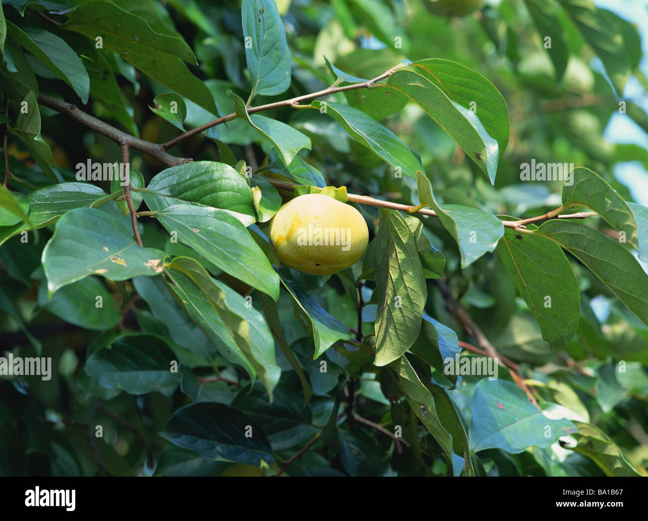 Branc h hi-res stock photography and images - Alamy