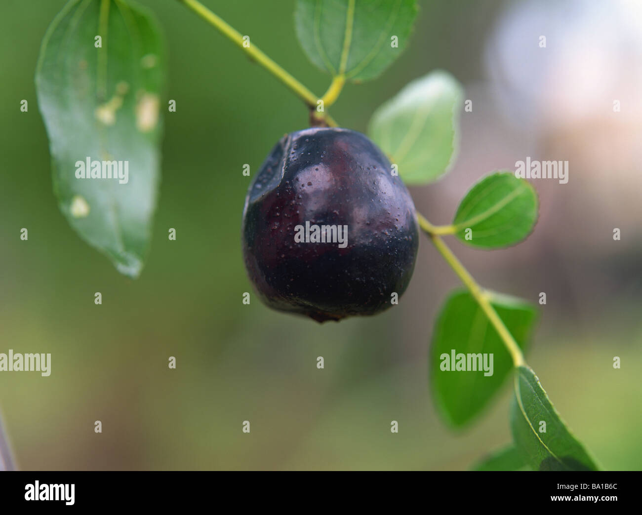 Jujube Fruit Growing on Branch Stock Photo - Alamy