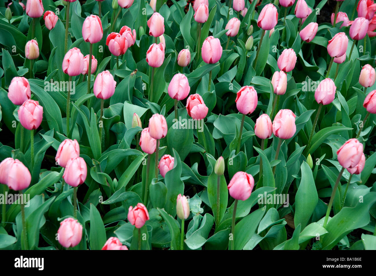 pink tulips bloom in spring Washington DC, USA Stock Photo - Alamy